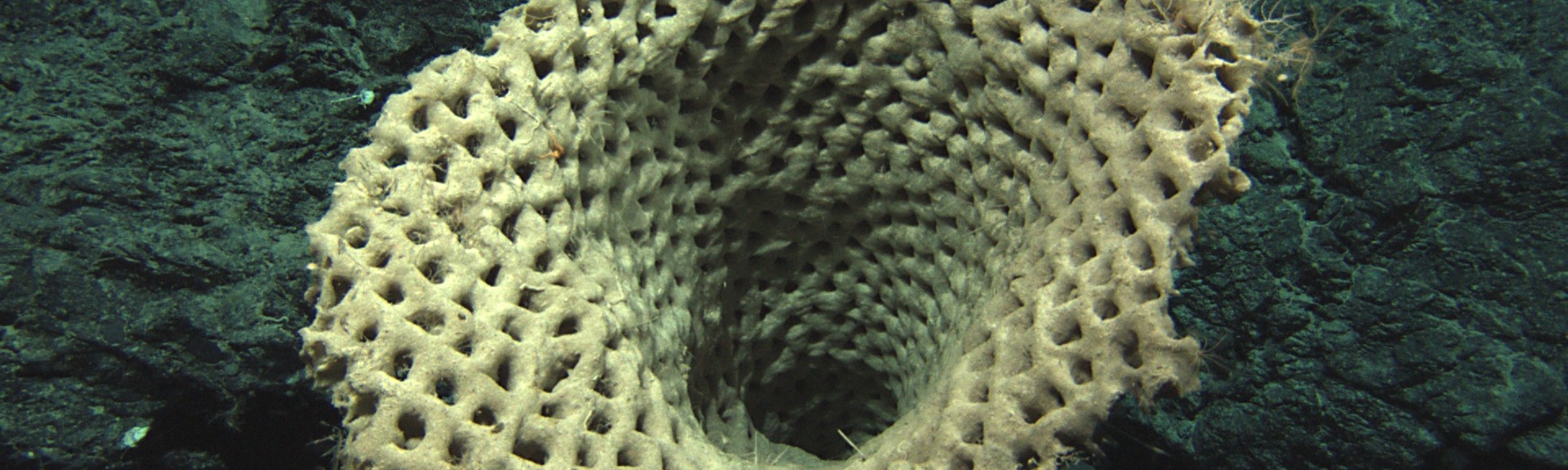 Life Beneath The Waves In A Marine National Park Australian Marine
